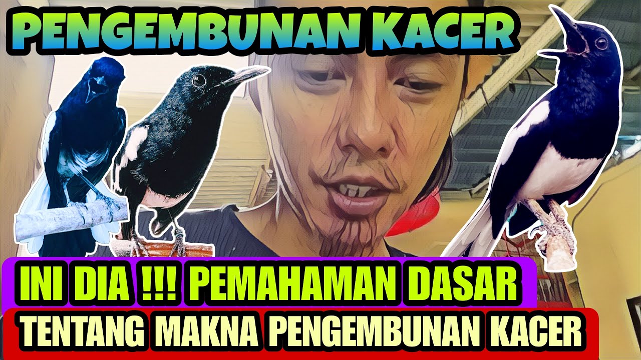INI DIA CARA DASAR MENGENAI PENGEMBUNAN PADA KACER ⁉️ BAGAIMANA CARANYA ...