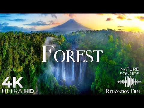 Forest Wonderland 4K • Nature Sounds Relaxation Film with Peaceful Meditation Music