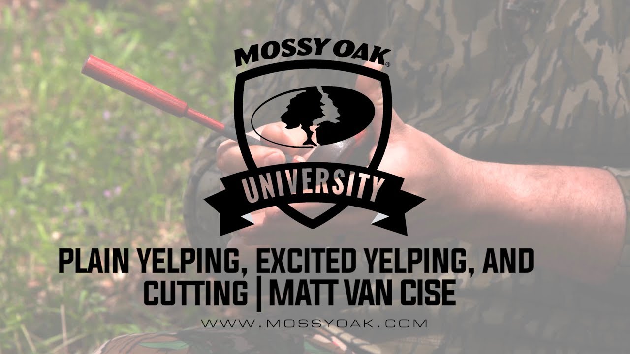 Plain Yelping, Excited Yelping, and Cutting Explained - Matt Van Cise ...