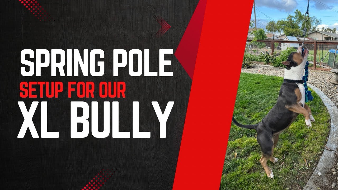 Spring Pole for XL Bully - YouTube