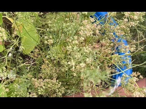 వాము / ఓమ ఎలా పెంచాలి How to grow Ajwain / Oma / Vaamu / Carom plants ...