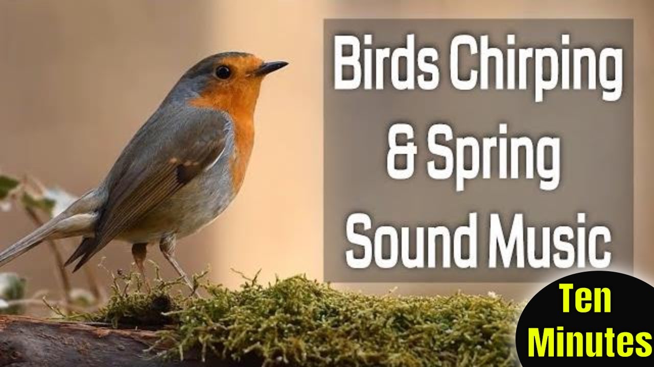 Bird Chirping and Spring Piano Sound | Nature Sounds Relaxing Music | # ...