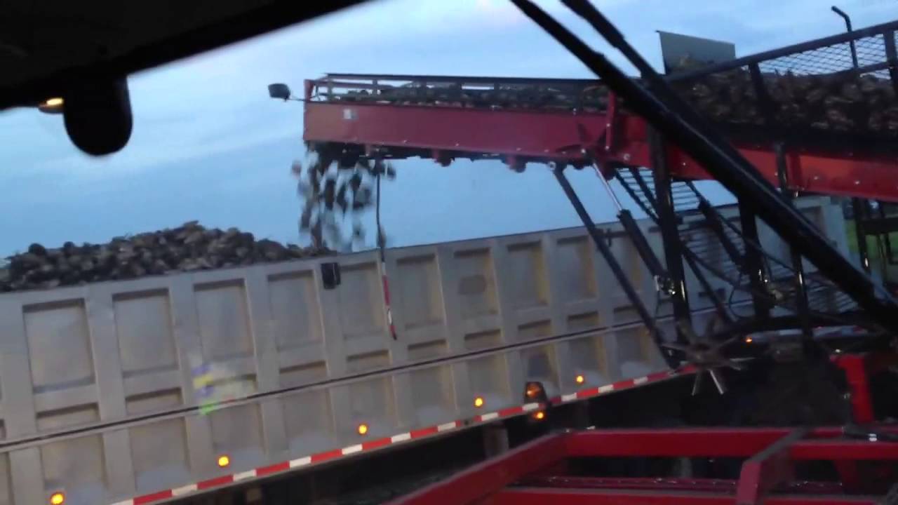 Amity 2700 beet lifter in action - YouTube
