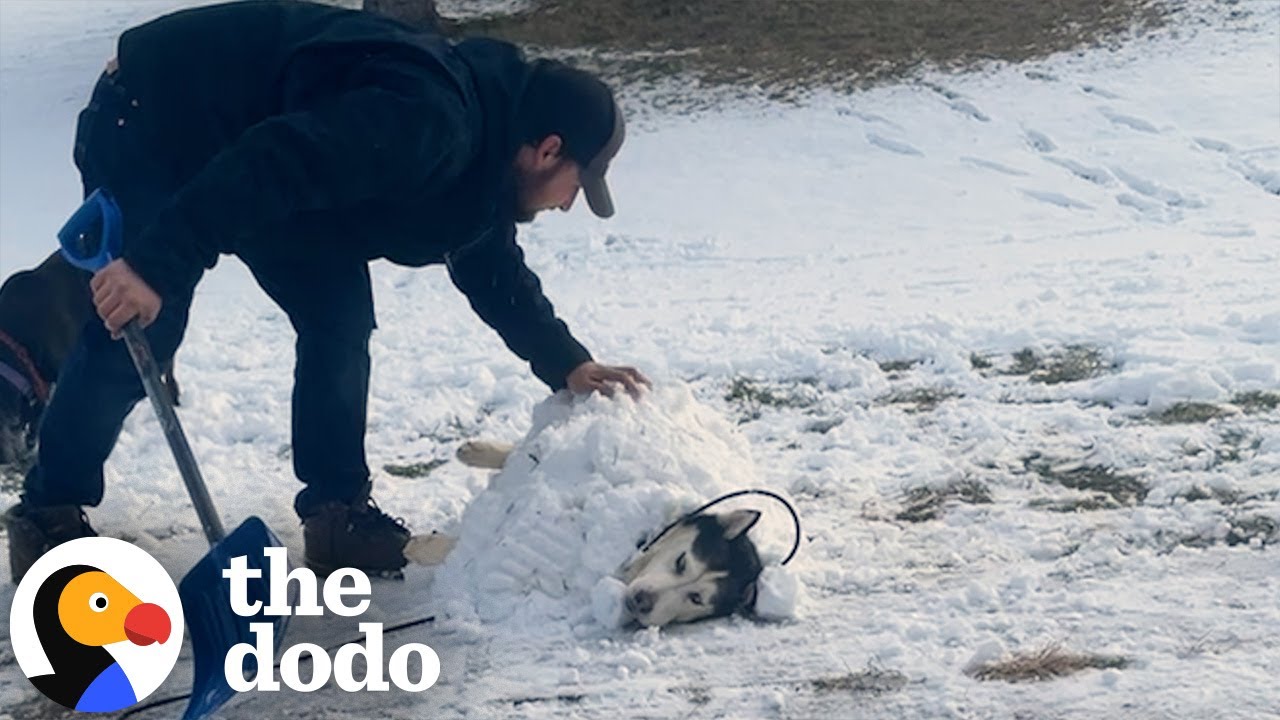 Husky Who Was Rescued From A Crowded Kennel Loves To Be Buried In Snow ...