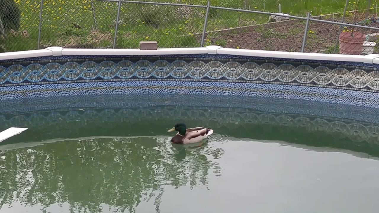 Duck in swimming pool - YouTube