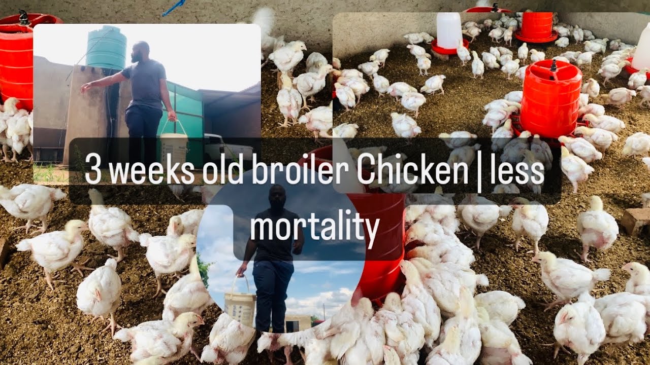3 Weeks Broiler Chicken | Raising Big Broiler Chicken with Less ...
