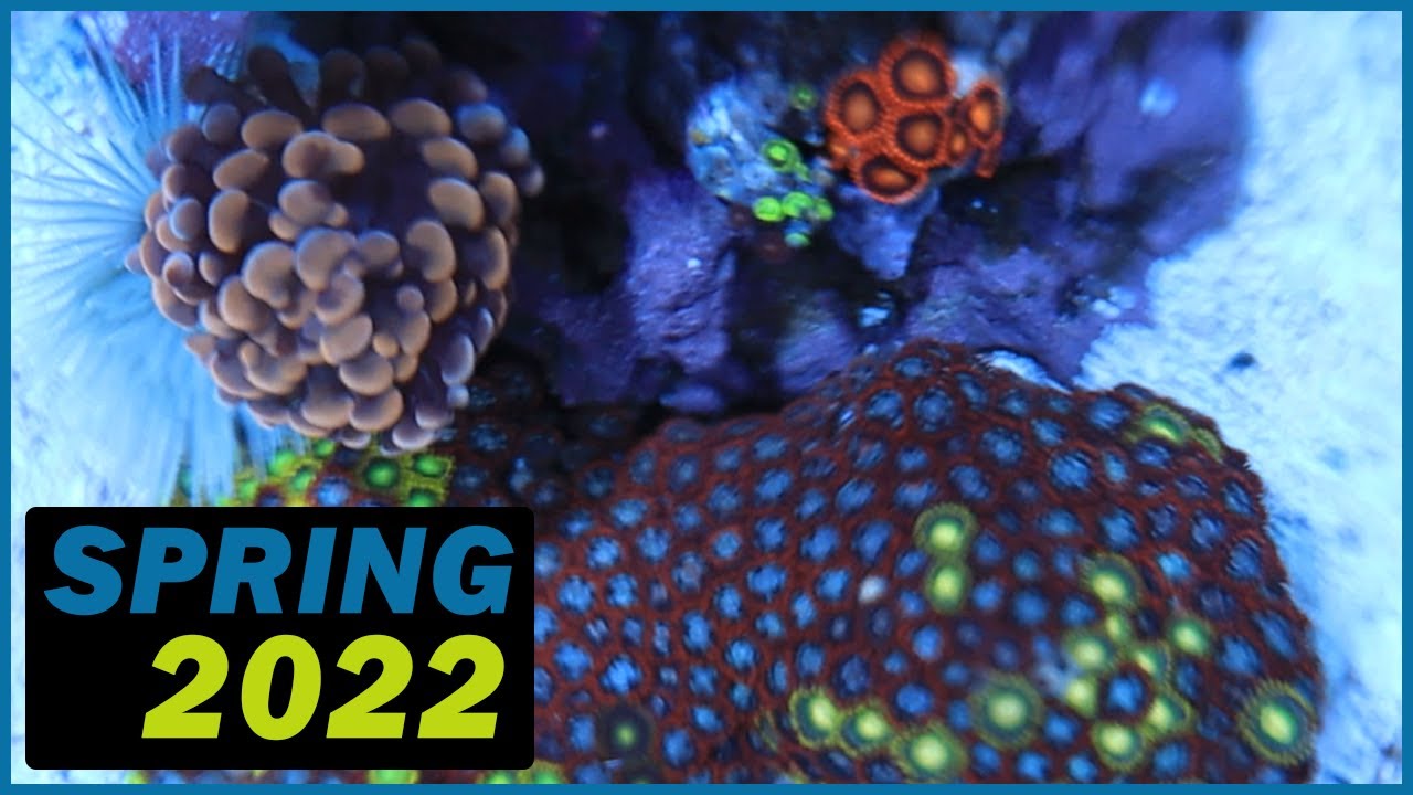 Waterbox Peninsula Mini 25 -Spring 2022- Cinematic Video! | Reef tank ...