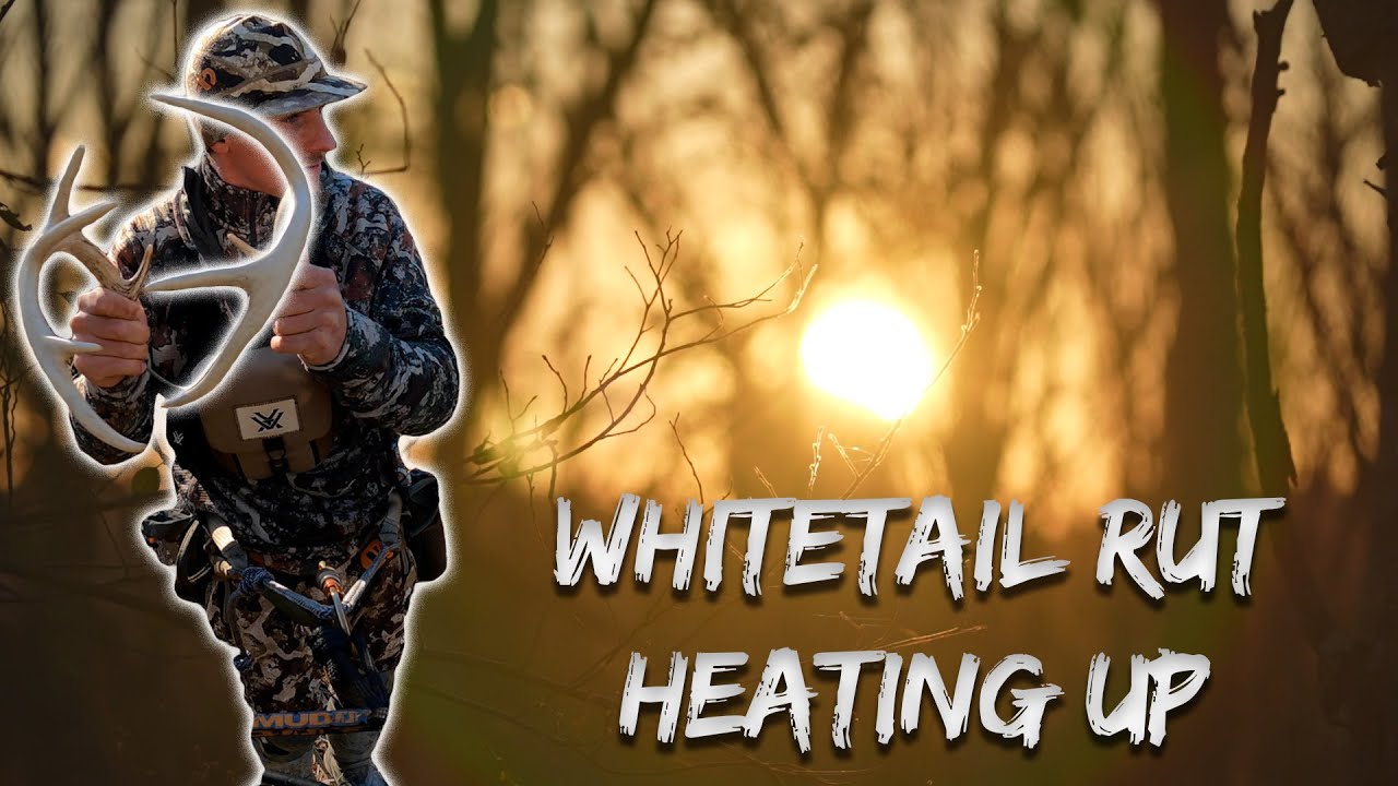 Whitetail Rut is HEATING UP (Saddle Hunting) - YouTube