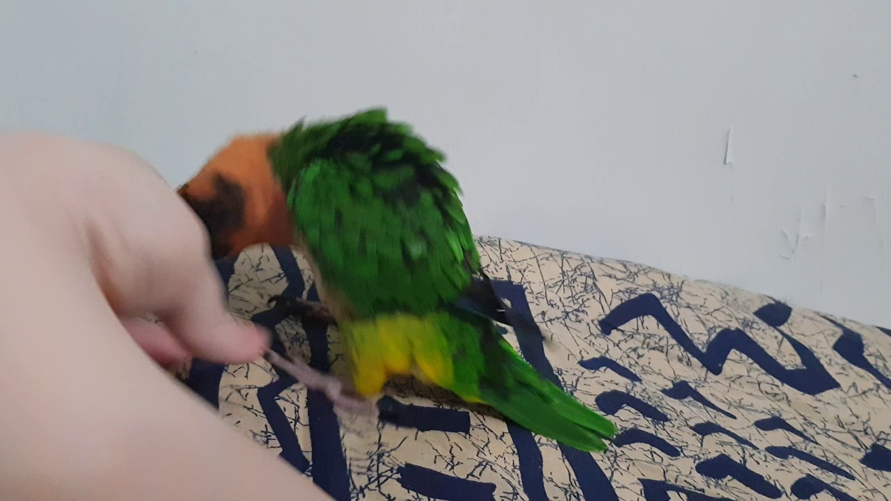 Playing with a caique - YouTube