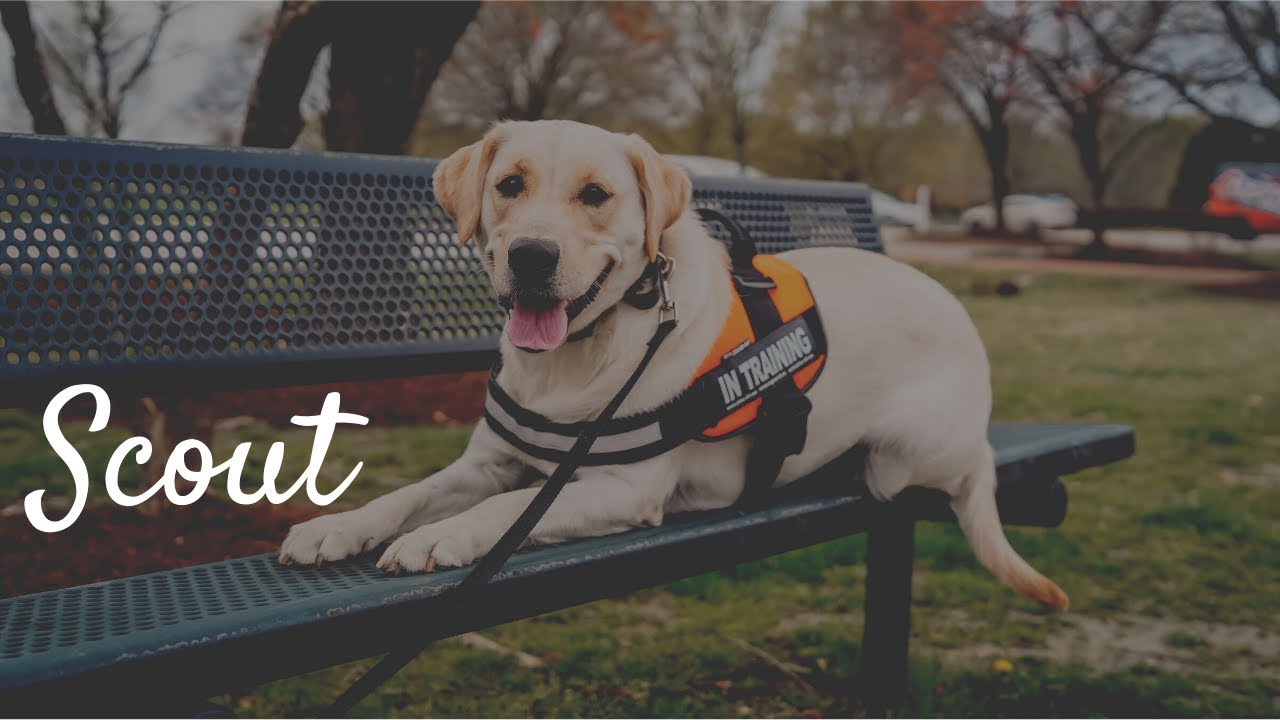 Lab "Scout" | Puppy | Amazing Obedience - YouTube