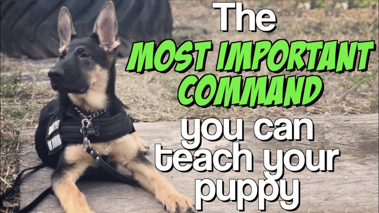 The MOST IMPORTANT command you can teach your puppy - YouTube