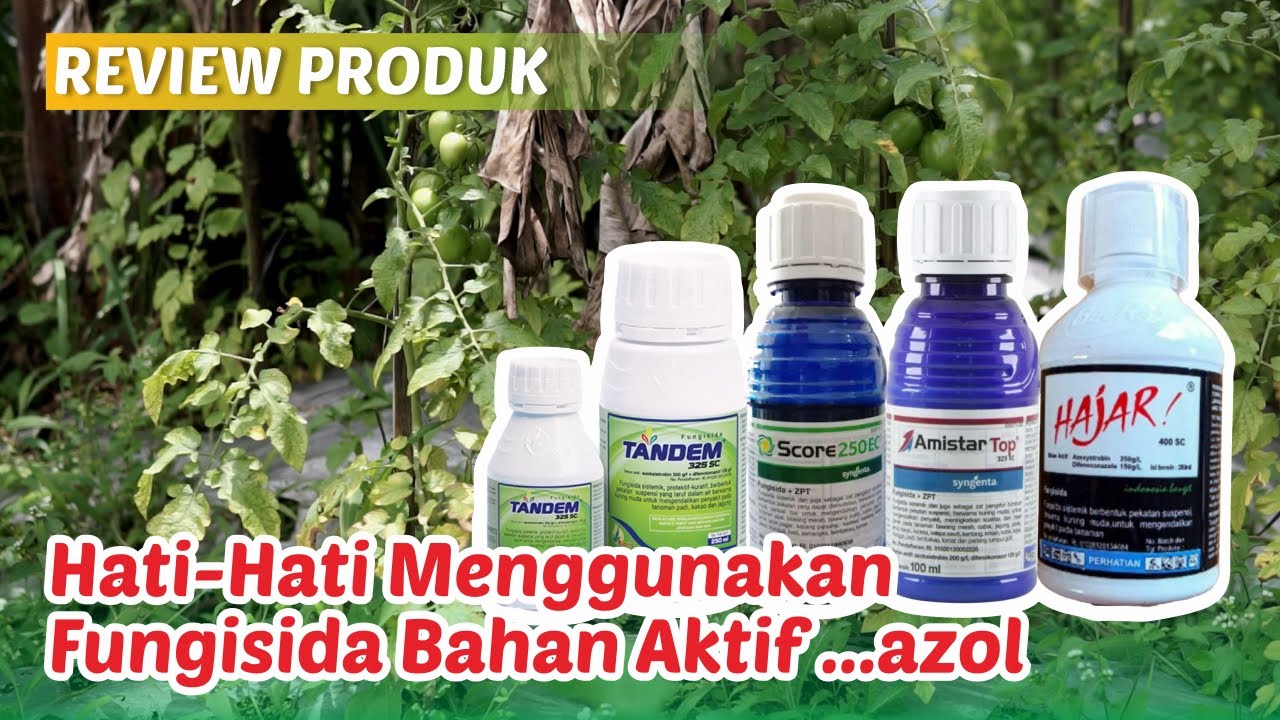 Efek Samping Penggunaan Fungisida dengan Bahan Aktif Azol Pada Tanaman ...