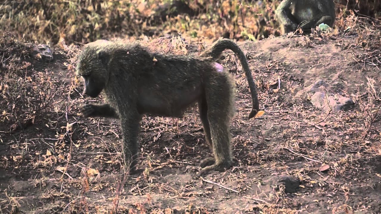 baboon kid looking for food - YouTube