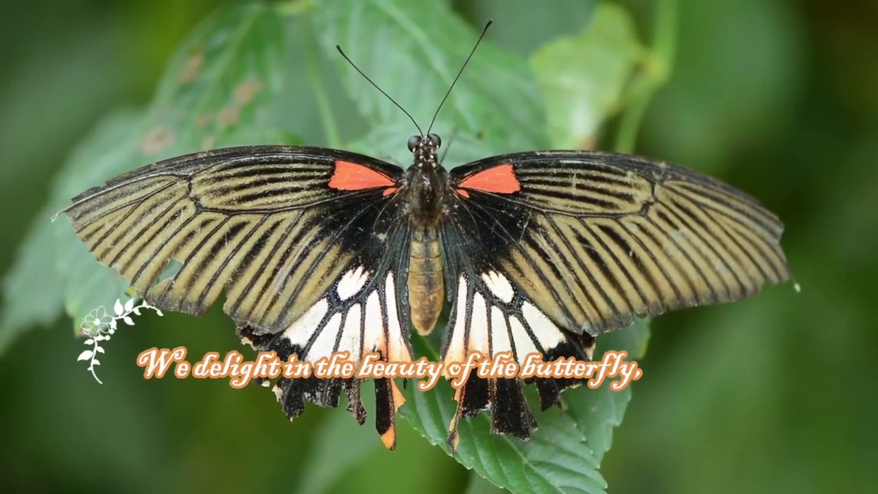 Butterflies (Creative commons free use) - YouTube