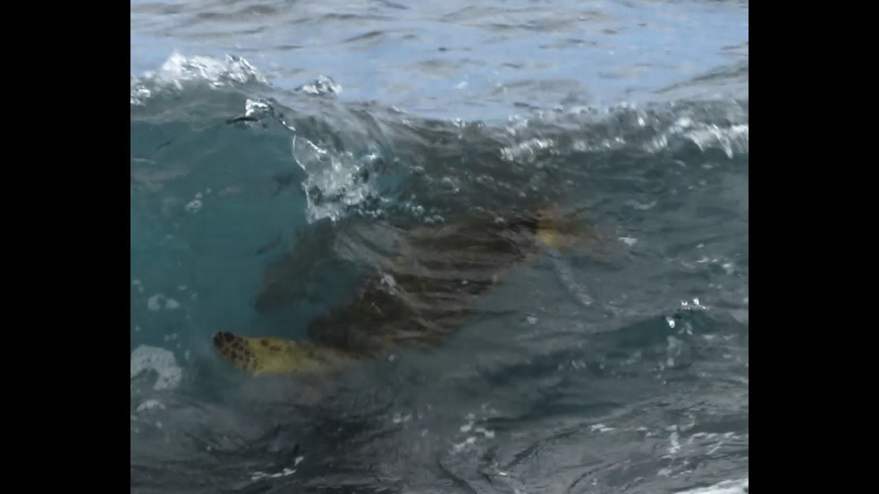 Green sea turtles surfing at Black Sand Beach (Big Island of Hawaii ...