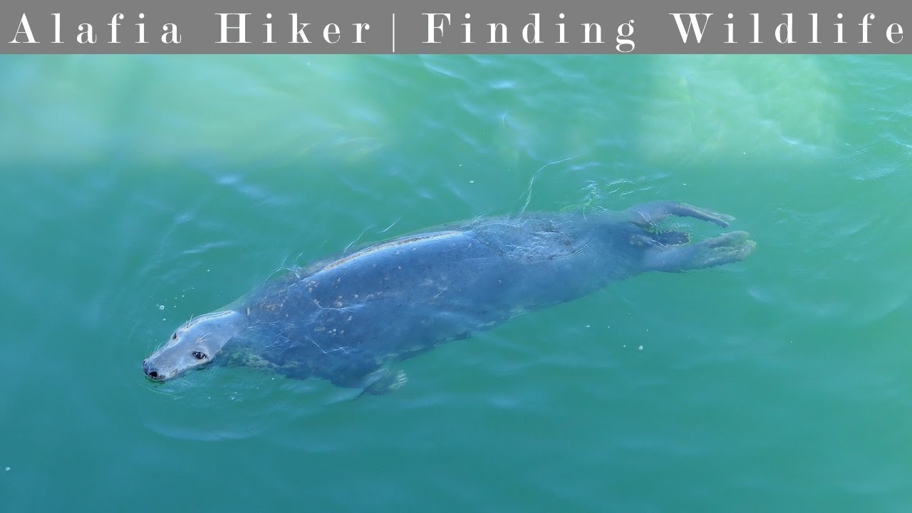 Beach, Bogs, & Seals! Visiting Cape Cod - YouTube