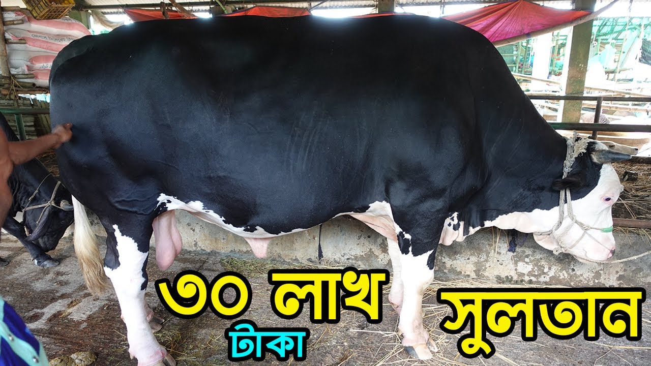 Biggest 2 cow in gabtoli gorur haat (Sultan cow/ Dulal Cow) ! Eid ul ...