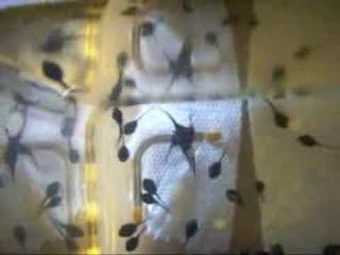 Toad tadpoles eating a dead tadpole - YouTube