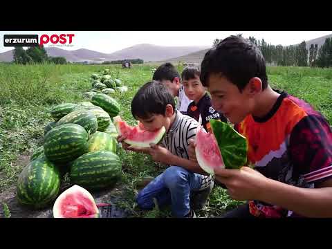 Pasinler’den Çerkezköy’e Erzurum karpuzu...