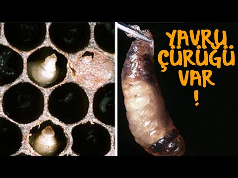 Yavru Çürüğü Hakkında. Amerikan , Avrupa, adi yavru çürüklüğü