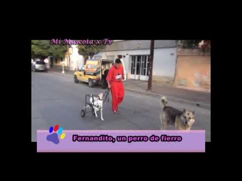 Fernandito el perro de fierro - YouTube