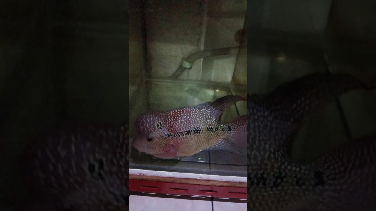 aRa Fish Food - YouTube