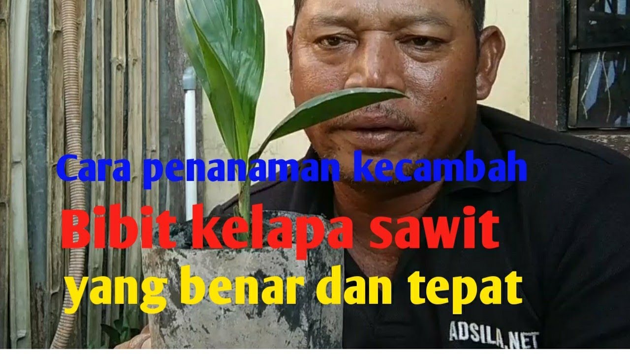 Cara Penanaman Kecambah Bibit Kelapa Sawit Yang Benar Dan Tepat Youtube