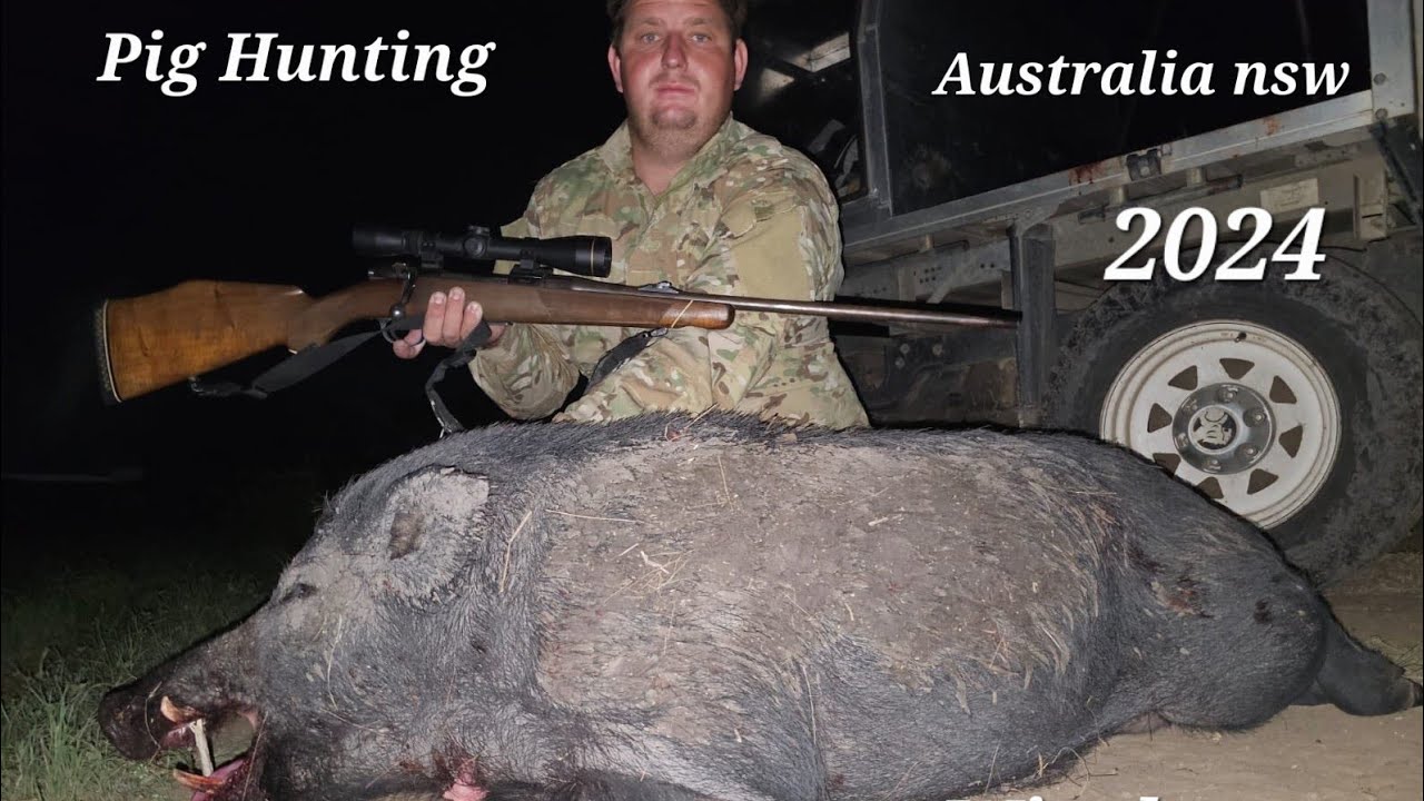Thermal night hunting for the most destructive feral pigs in Australia ...
