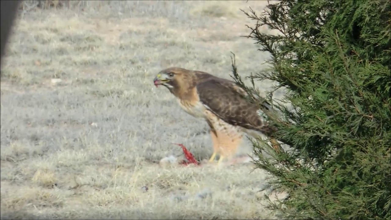 Red Tail Hawk Eating A Rabbit - YouTube