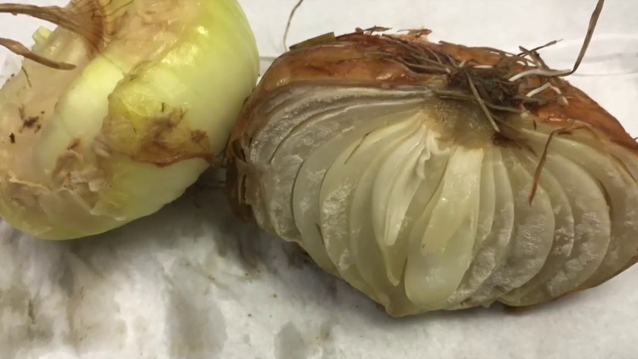 WHAT Wednesday: Onion Bacterial Diseases - YouTube