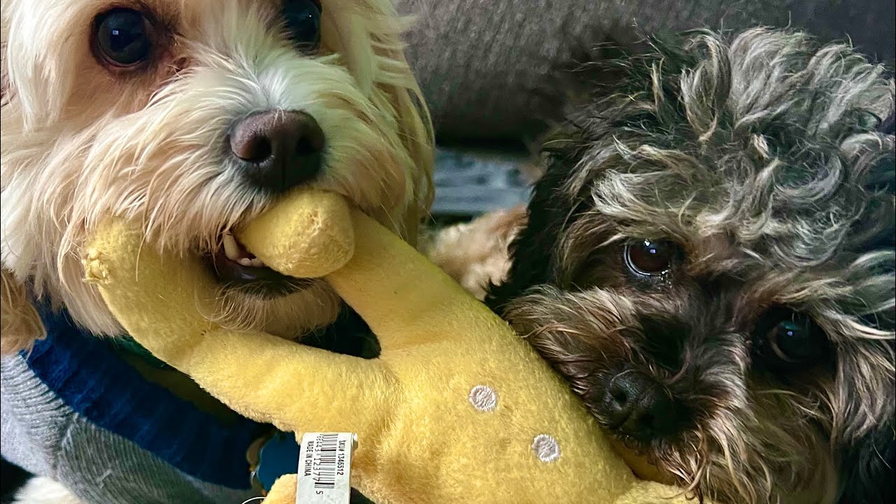 Dogs being silly 🙃 - YouTube