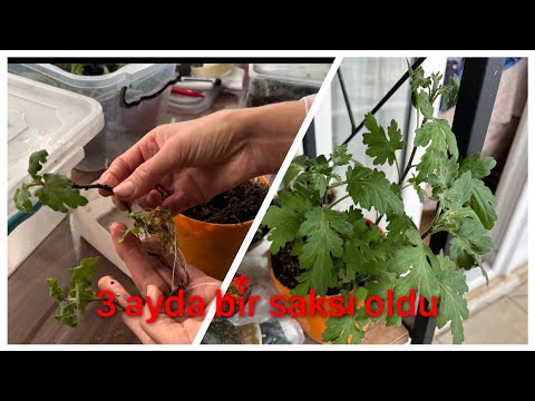 Kasımpatı çiçeği nasıl çoğaltılır 3 ayda bir saksı oldu