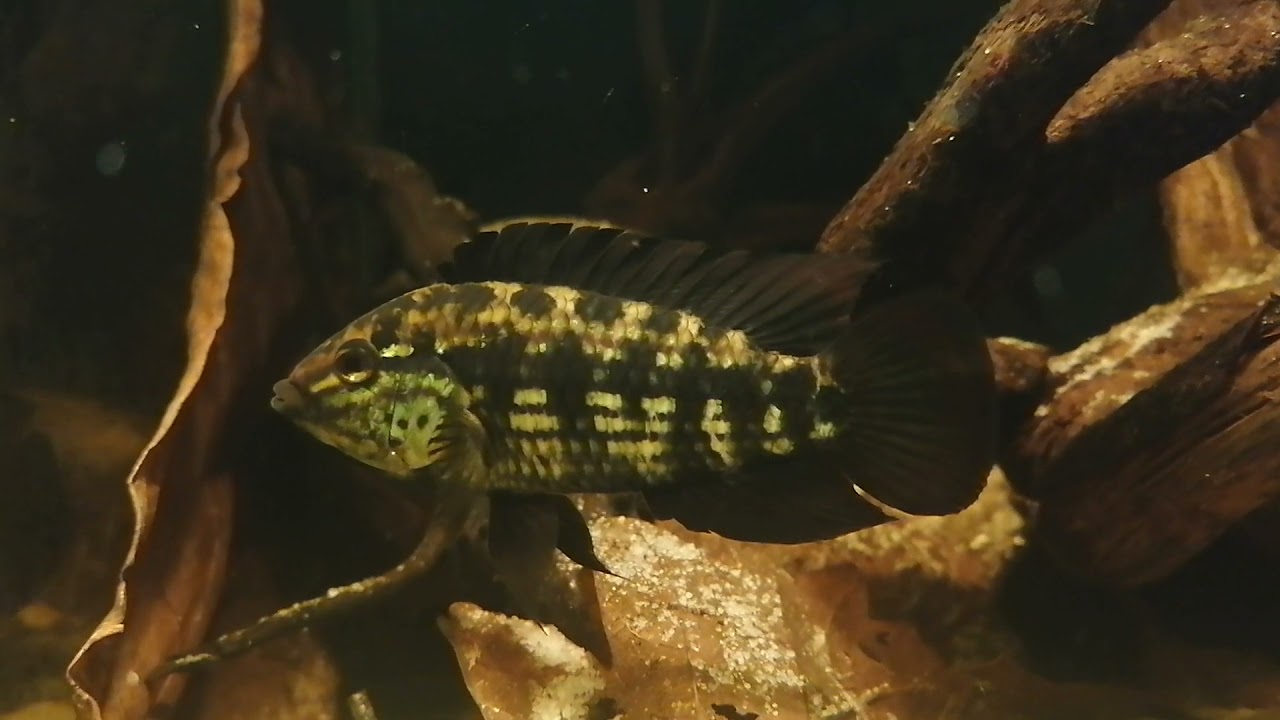 Apistogramma kullanderi male - YouTube