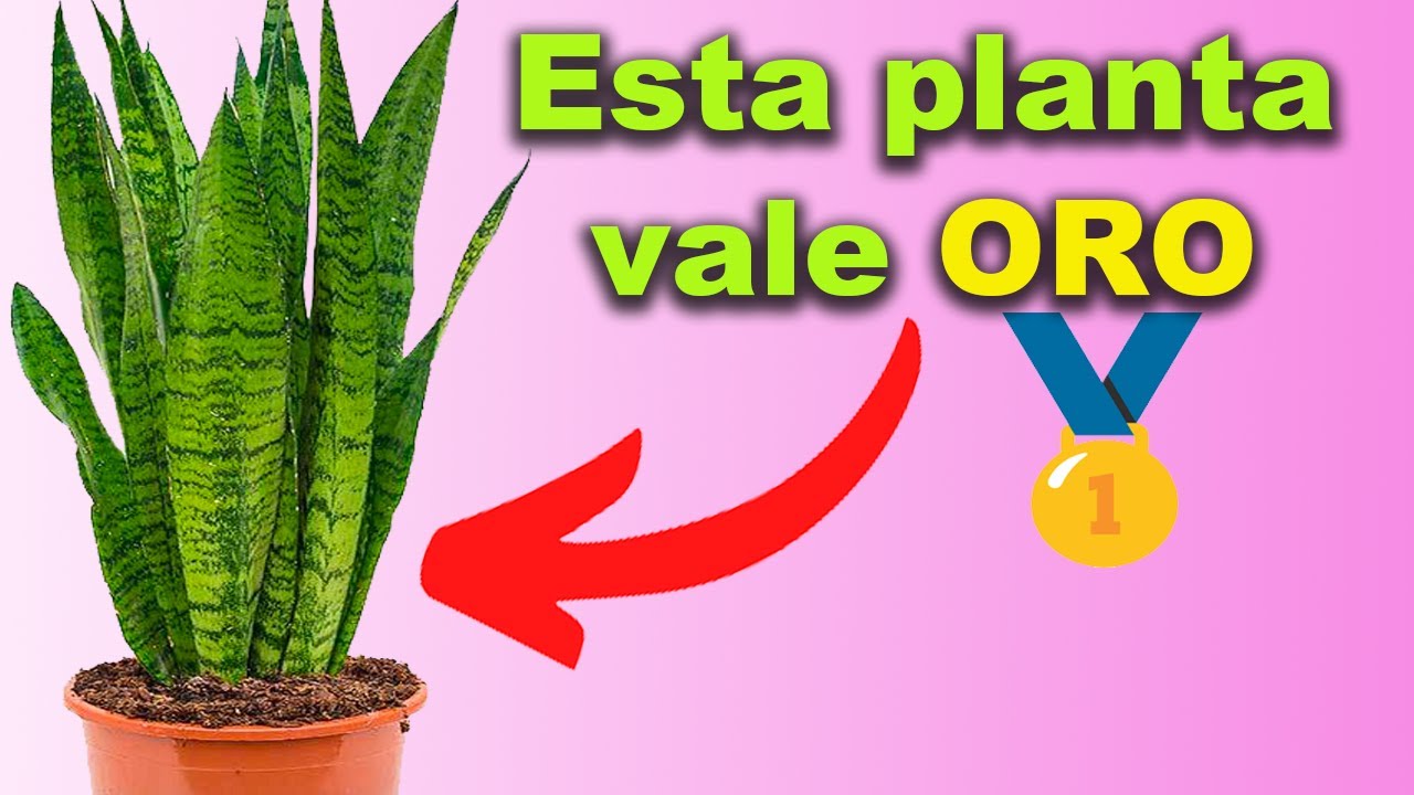Esta PLANTA es ORO PURO en CASA | Receta para USOS Curativos ...
