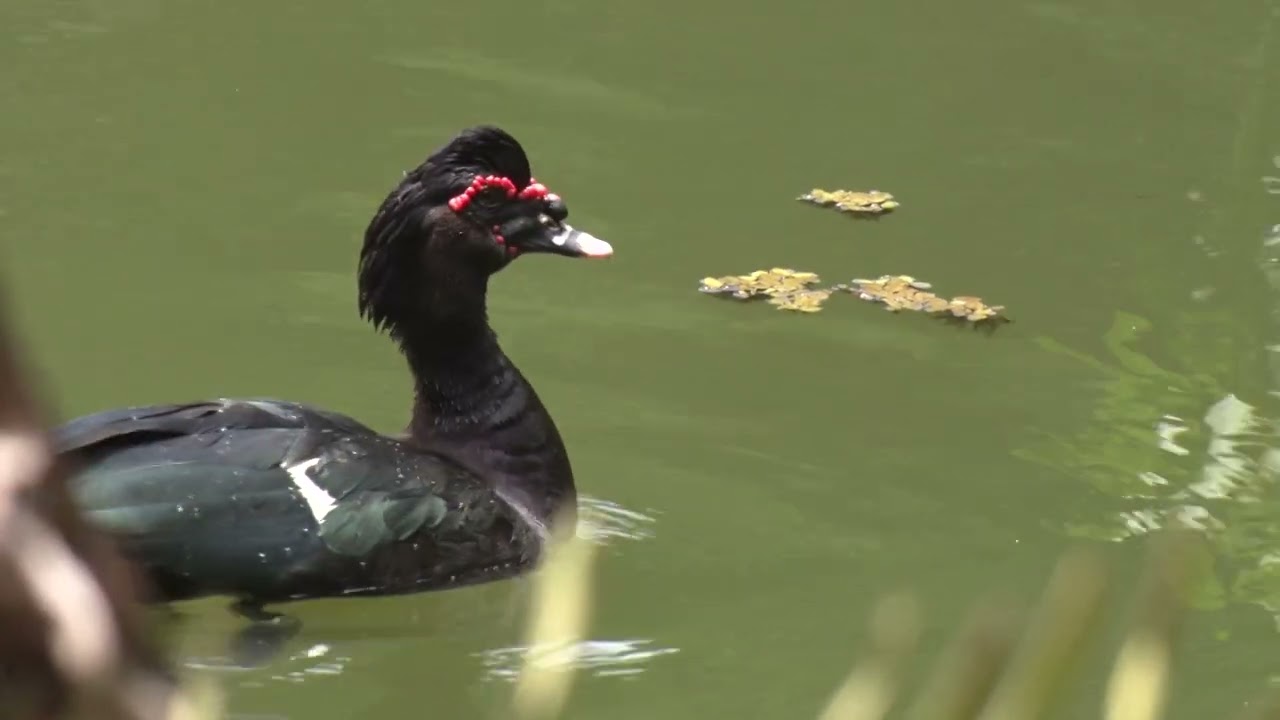 Keeping It Green - Local Wild Fowl Diversity - YouTube