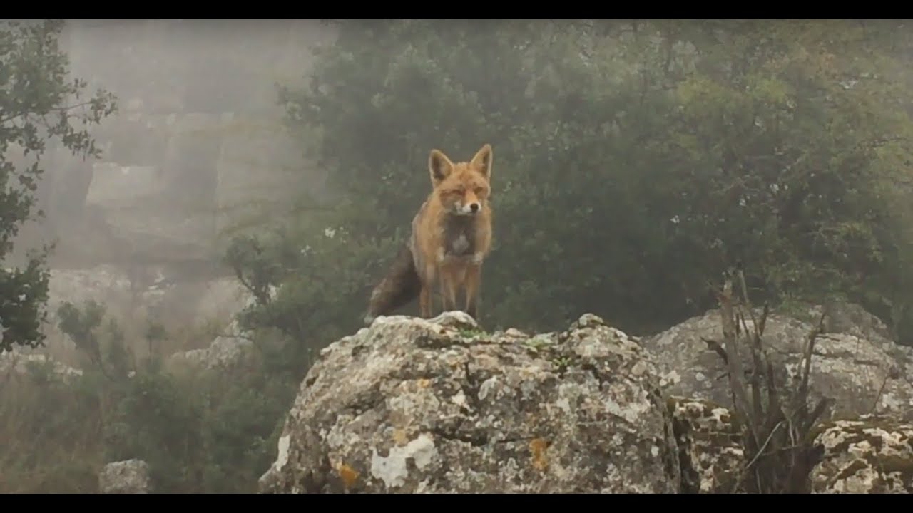 Eyra Moon - A Message from Fox - Animal Teachers - YouTube