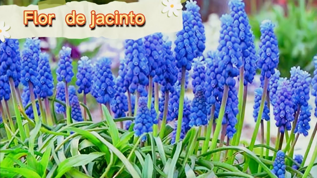 Jacinto - Flor de Jacinto, planta decorativa para jardins e lar. - YouTube