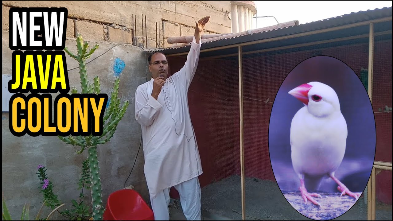 New Java Colony| how to make Birds Colony, Aviary, Master Cage for finch, Java | Zaheer Birds ...