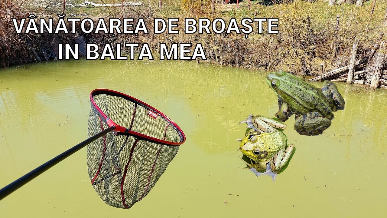 BALTA DIN GRADINĂ - SCOATEM OUĂ DE BROASTE SI DĂM PĂINE LA PESTI 🐟🐟 ...