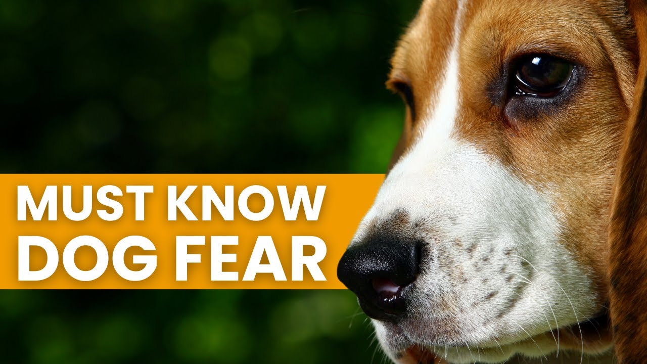 Understanding Your Dog's Fear (MUST KNOW) - YouTube