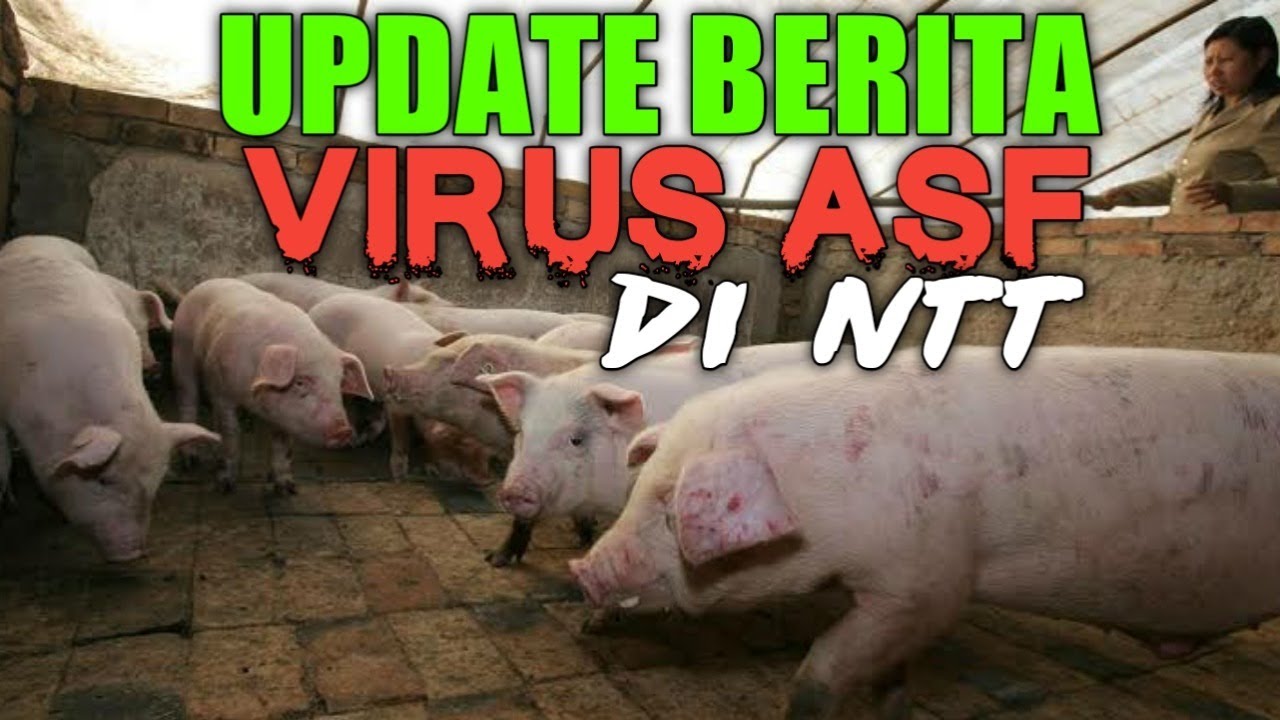 UPDATE BERITA VIRUS BABI ASF DI NTT - YouTube