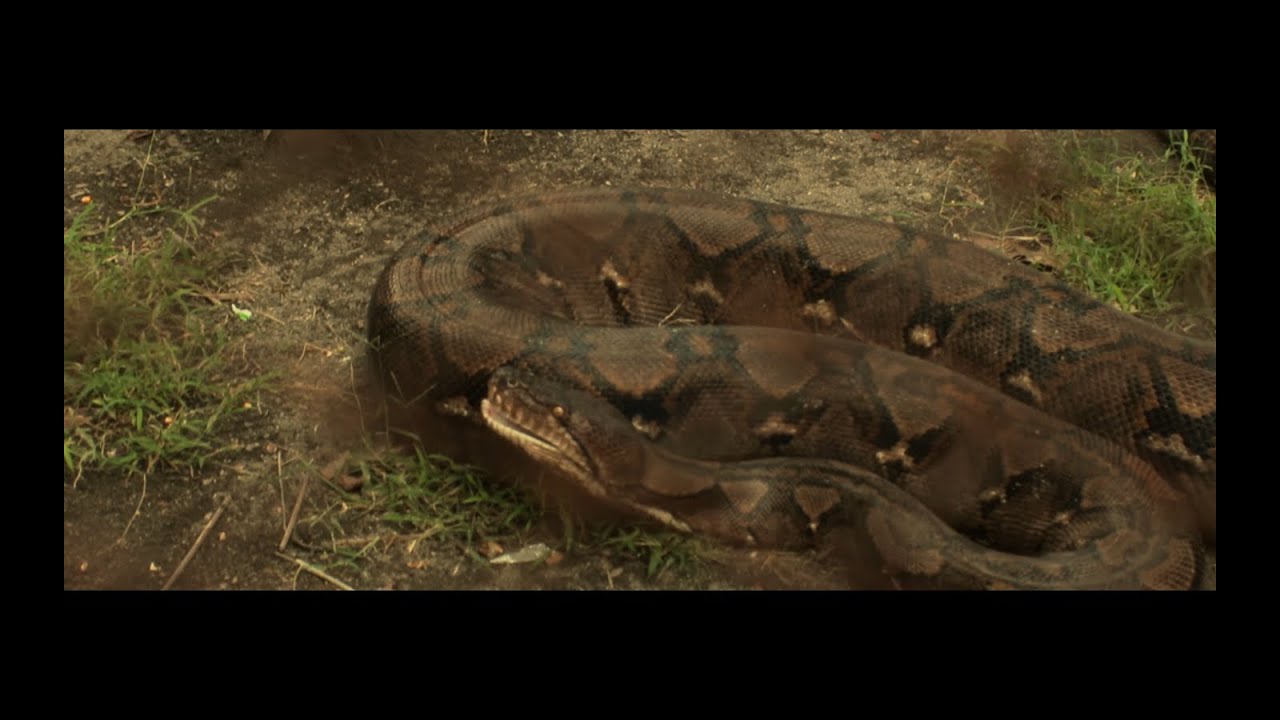 Ten Days In Java A Short Film YouTube Ten Days In Java A Short Film YouTube