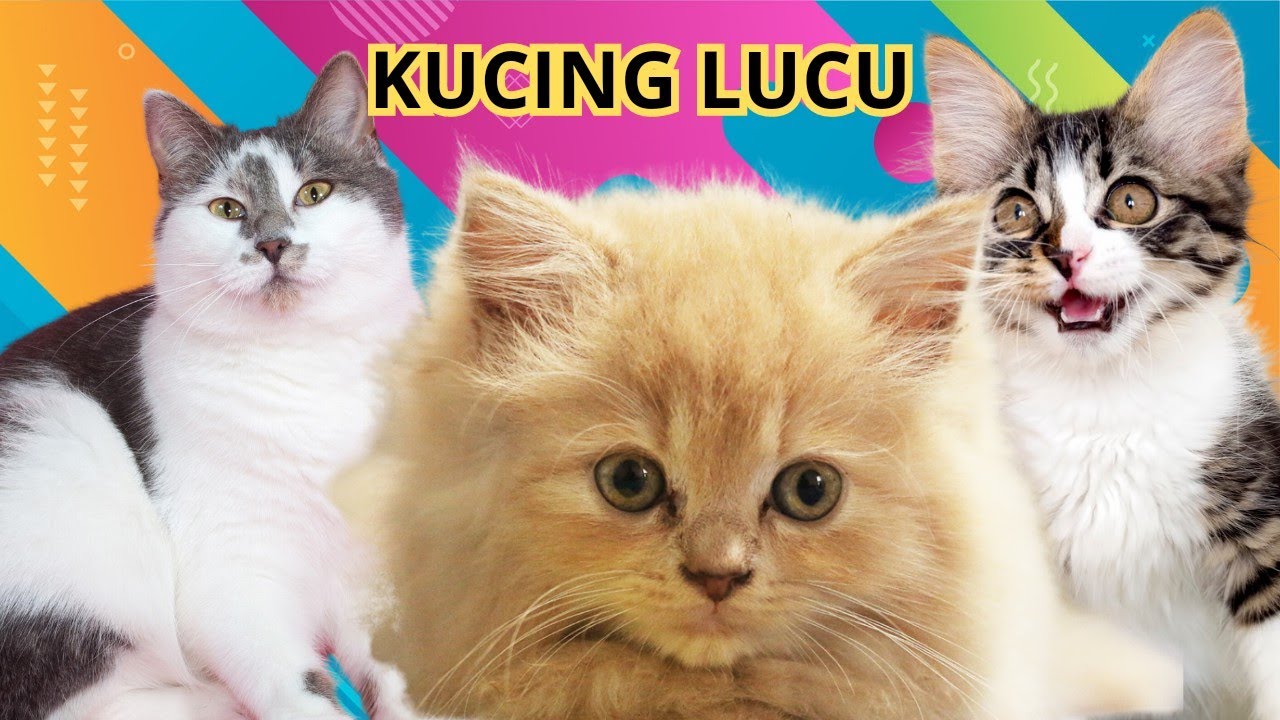 Anak Kucing Meong Meong | Lagu Anak Kucing | Lagu Anak Kucing Viral ...