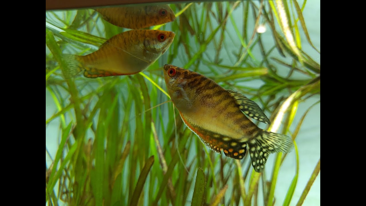 Gurami złoty (Trichogaster trichopterus „Gold”) - YouTube