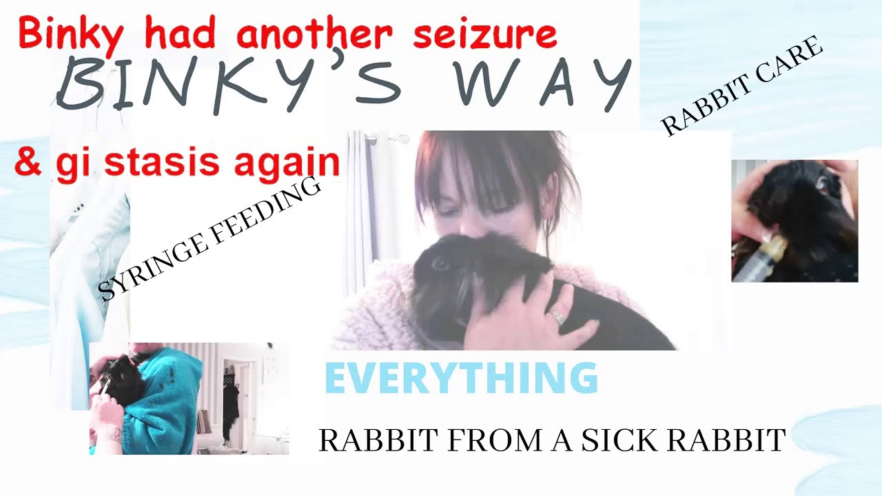 gi stasis and seizures in rabbits (Binky is sick again) - YouTube