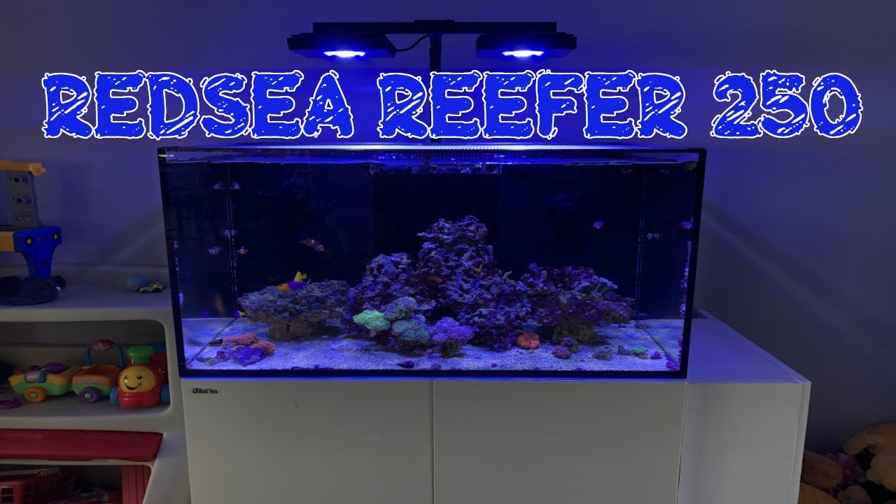 Red Sea Reefer 250 | Reef Cleaners Emerald Crabs | Brief Sump Update ...