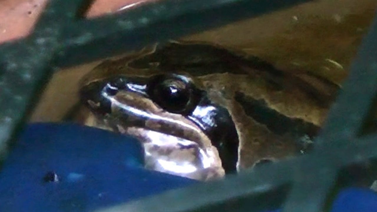 Australian Striped Marsh Frog, Sydney. - YouTube