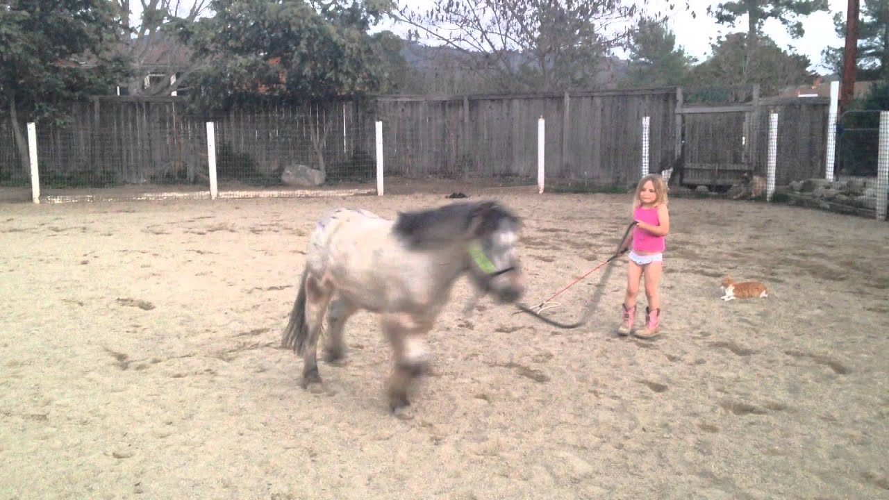 Lunging Cats and Ponies - YouTube