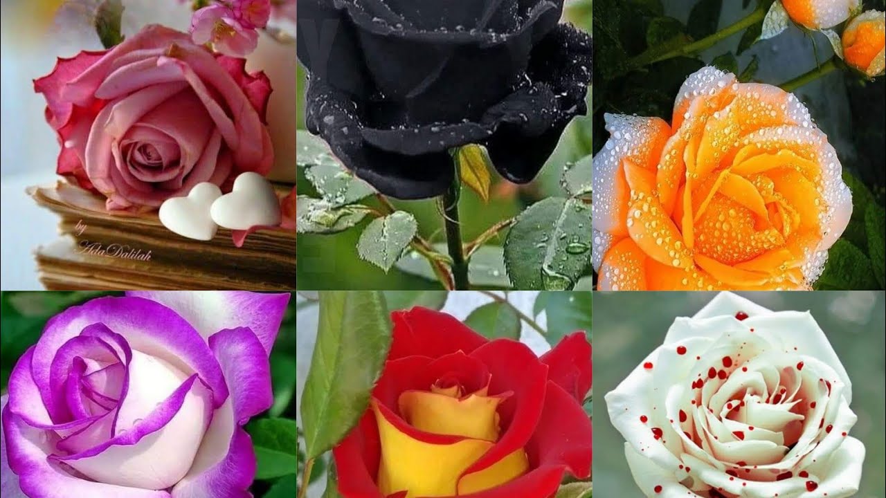 Beautiful flowers dpz/Rose dpz/what's app dpz/viral video ...