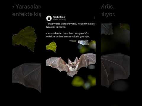 Tanzanya'da Marburg virüsü nedeniyle 8 kişi hayatını kaybetti.• Yarasalardan insanlara bulaşan virüs